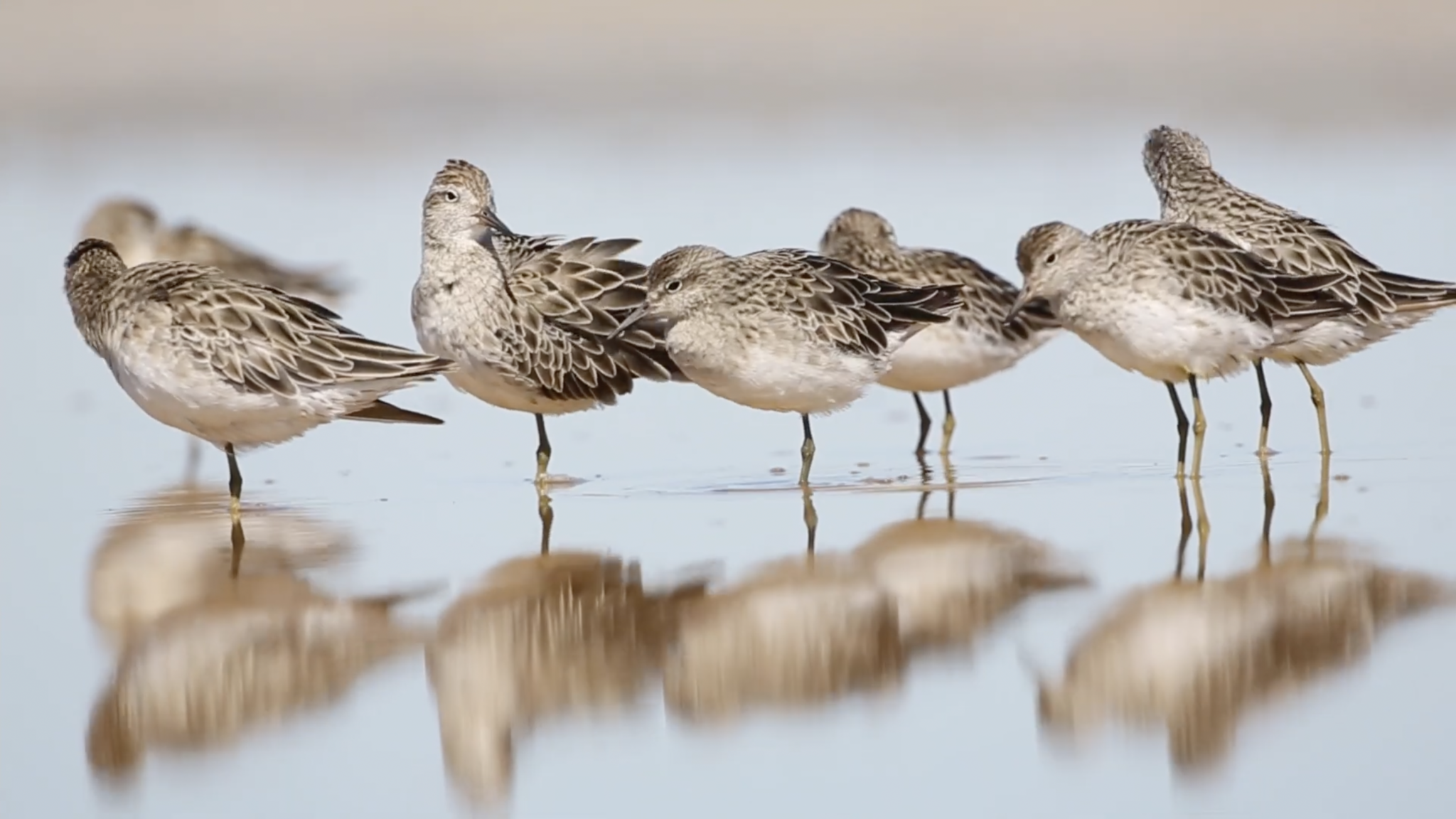 The Environmental Music Prize – Amplifying the voices of artists who ...